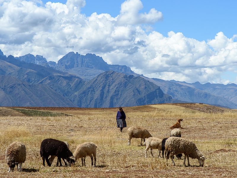 Sheep herder in Peru | Smithsonian Photo Contest | Smithsonian Magazine