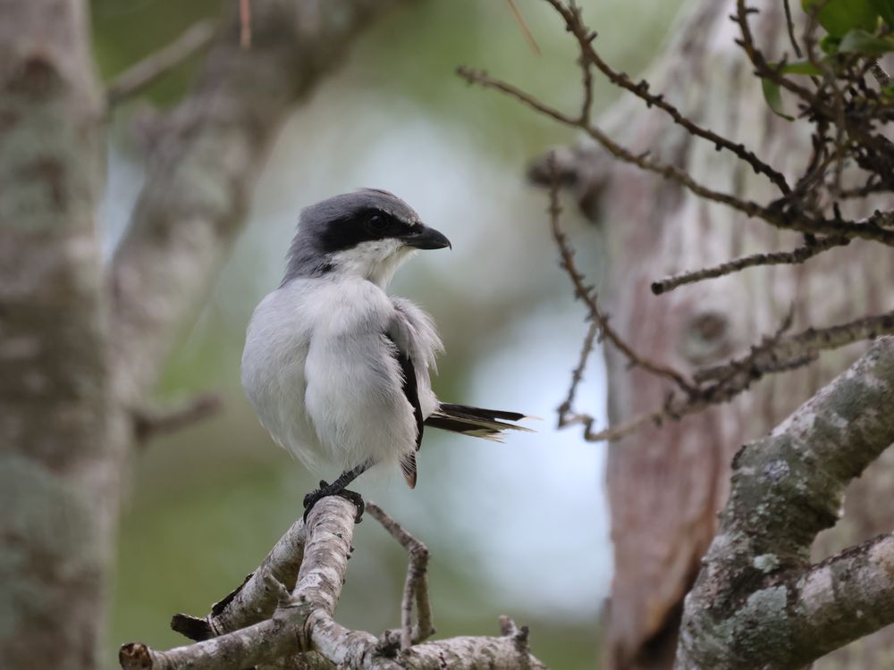 American shrike | Smithsonian Photo Contest | Smithsonian Magazine