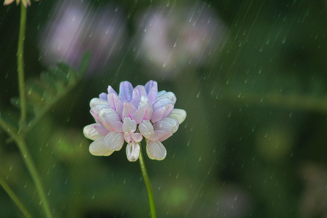Budding Flower | Smithsonian Photo Contest | Smithsonian Magazine