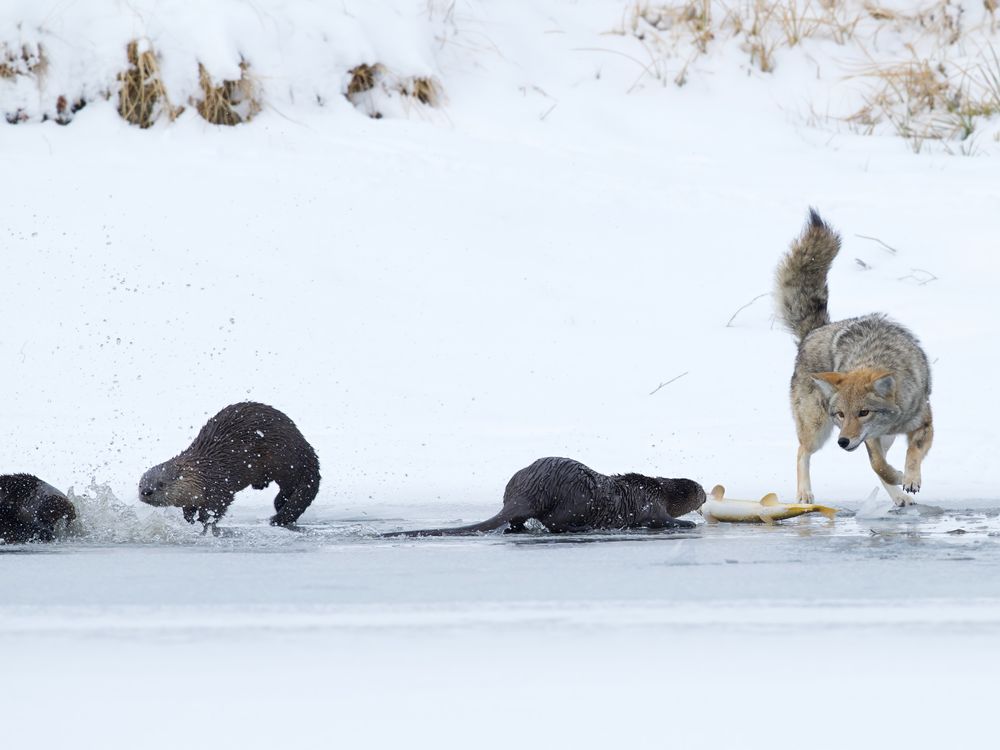 Coyote seizing a Utah sucker fish from a family of river otters - 1 ...