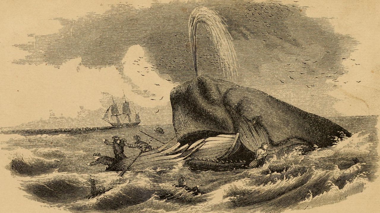 sperm whale attack ship