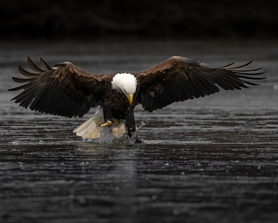 Bald Eagle breaking through the ice. | Smithsonian Photo Contest ...