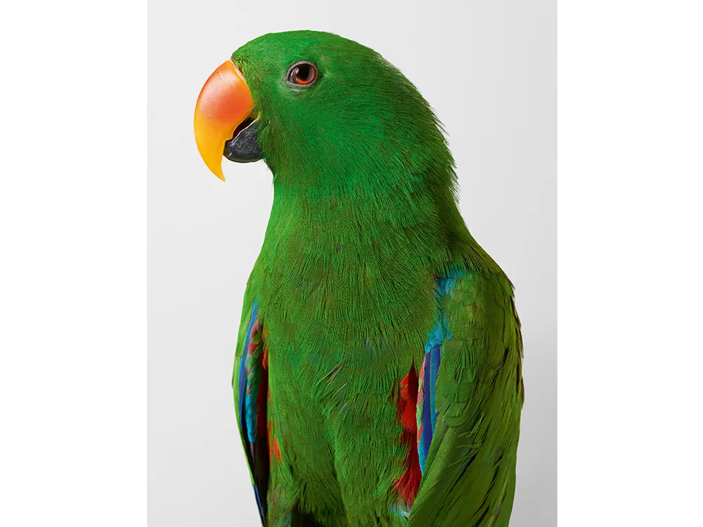 Bird Watching Has Never Been More Fun