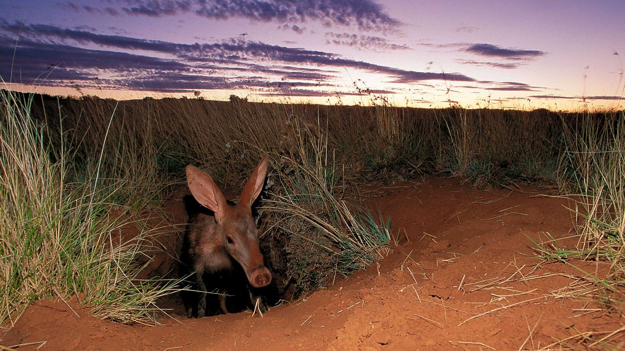 aardvark bbc