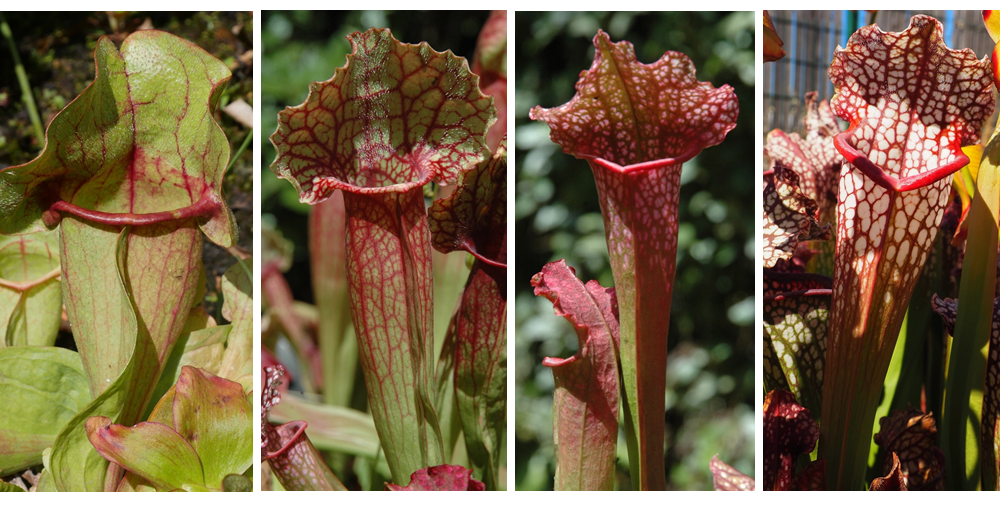 Carnivorous Plants May Lure Insects With Specially Tailored Scents
