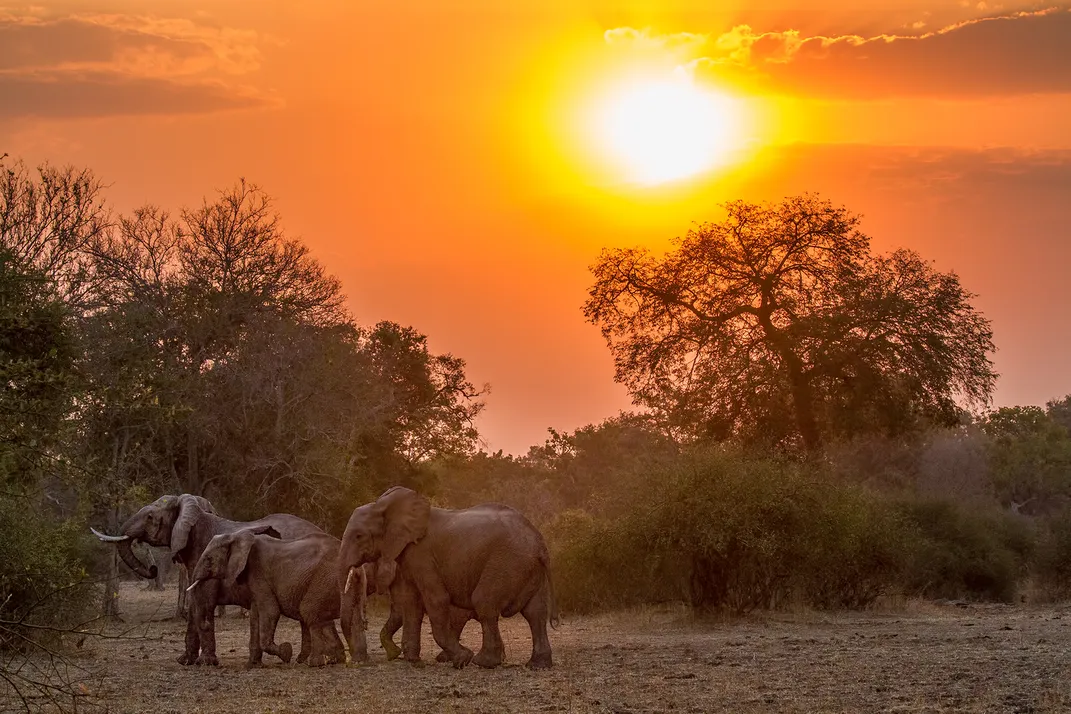 A herd of elephants in an African sunset | Smithsonian Photo Contest ...