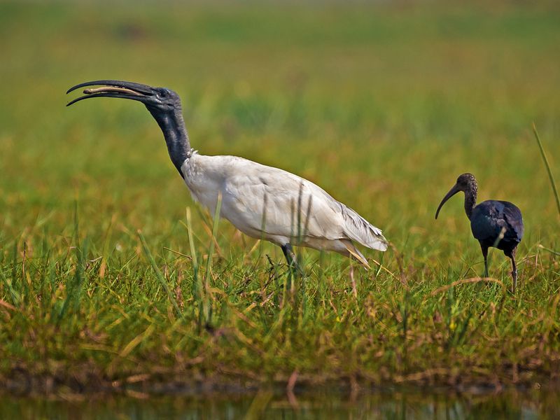 ibis with prey | Smithsonian Photo Contest | Smithsonian Magazine