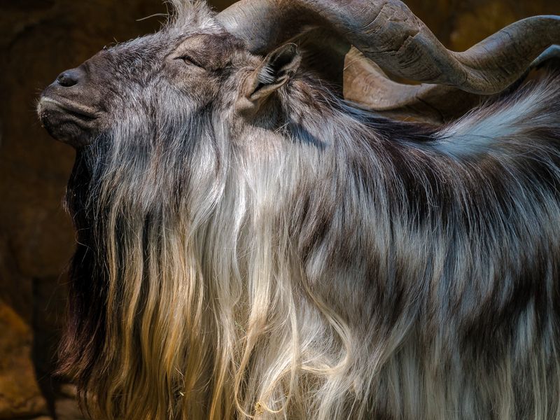 Markhor (Goat) at LA Zoo | Smithsonian Photo Contest | Smithsonian Magazine