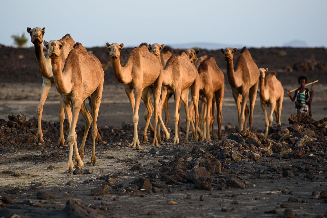 The Best Animals | Smithsonian Photo Contest | Smithsonian Magazine