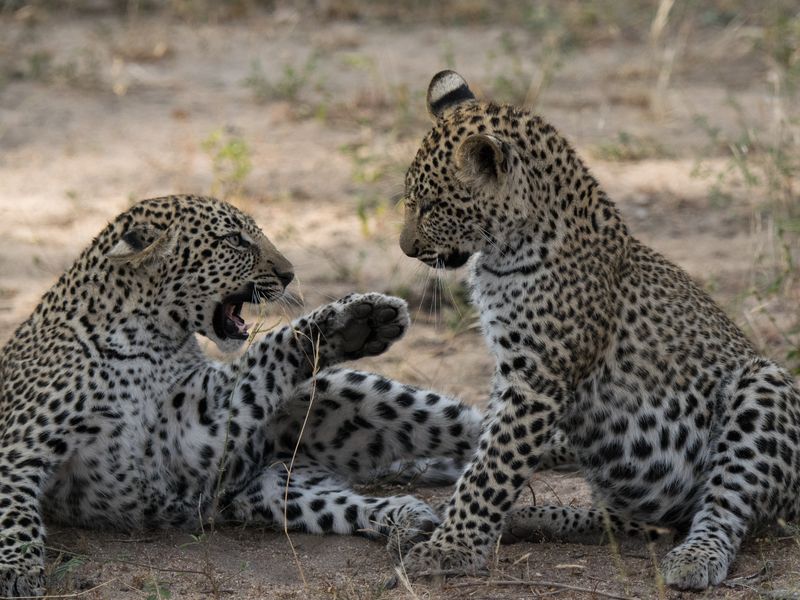 Leopard Brothers Fighting | Smithsonian Photo Contest | Smithsonian ...