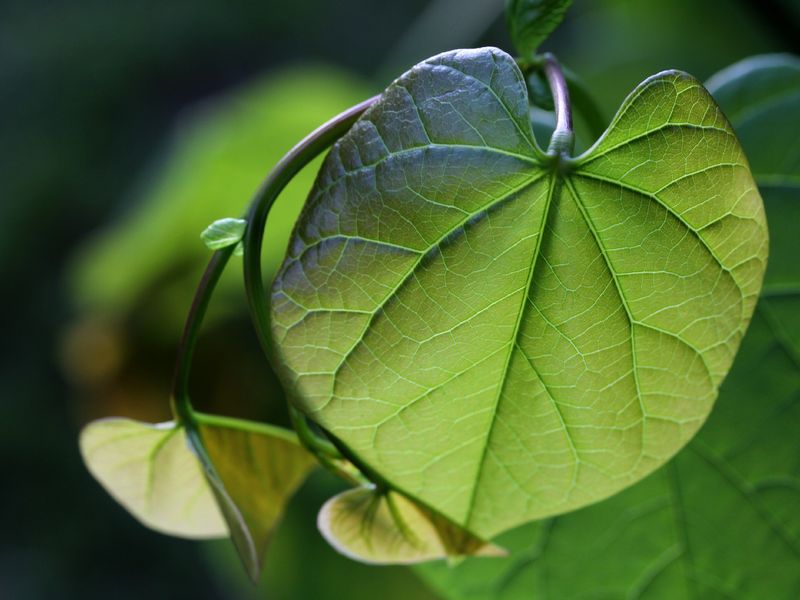 Red bud leaf | Smithsonian Photo Contest | Smithsonian Magazine