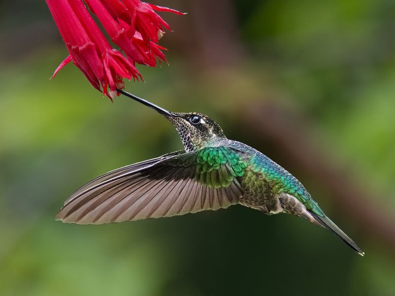 Male Magnificent Hummingbird | Smithsonian Photo Contest | Smithsonian ...