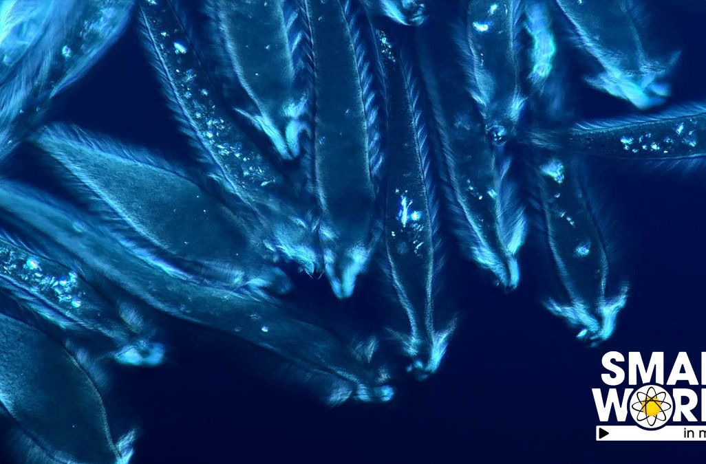 The Secret World of a Termite's Gut Revealed in Award-Winning Video