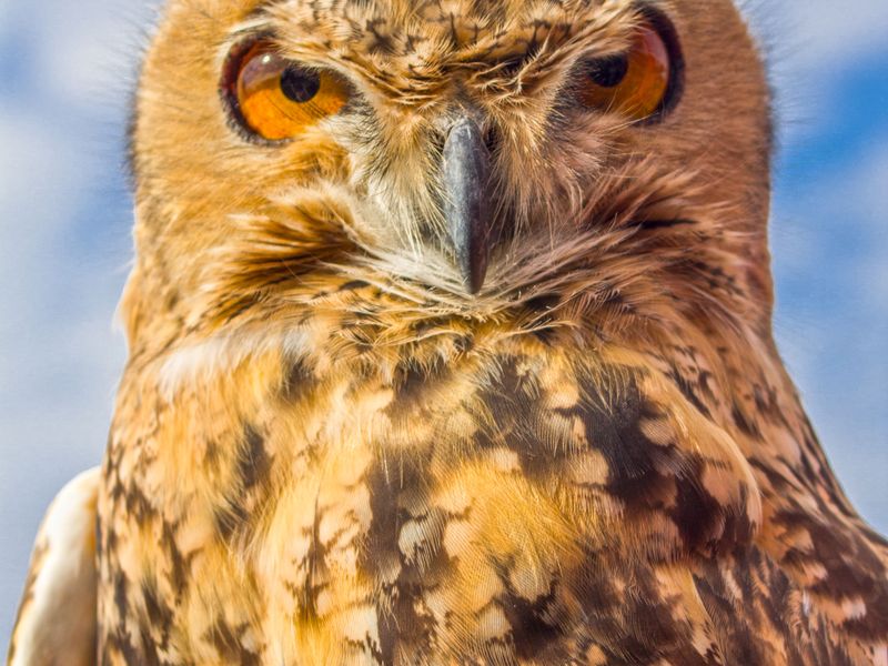 Sharp Eyes | Smithsonian Photo Contest | Smithsonian Magazine