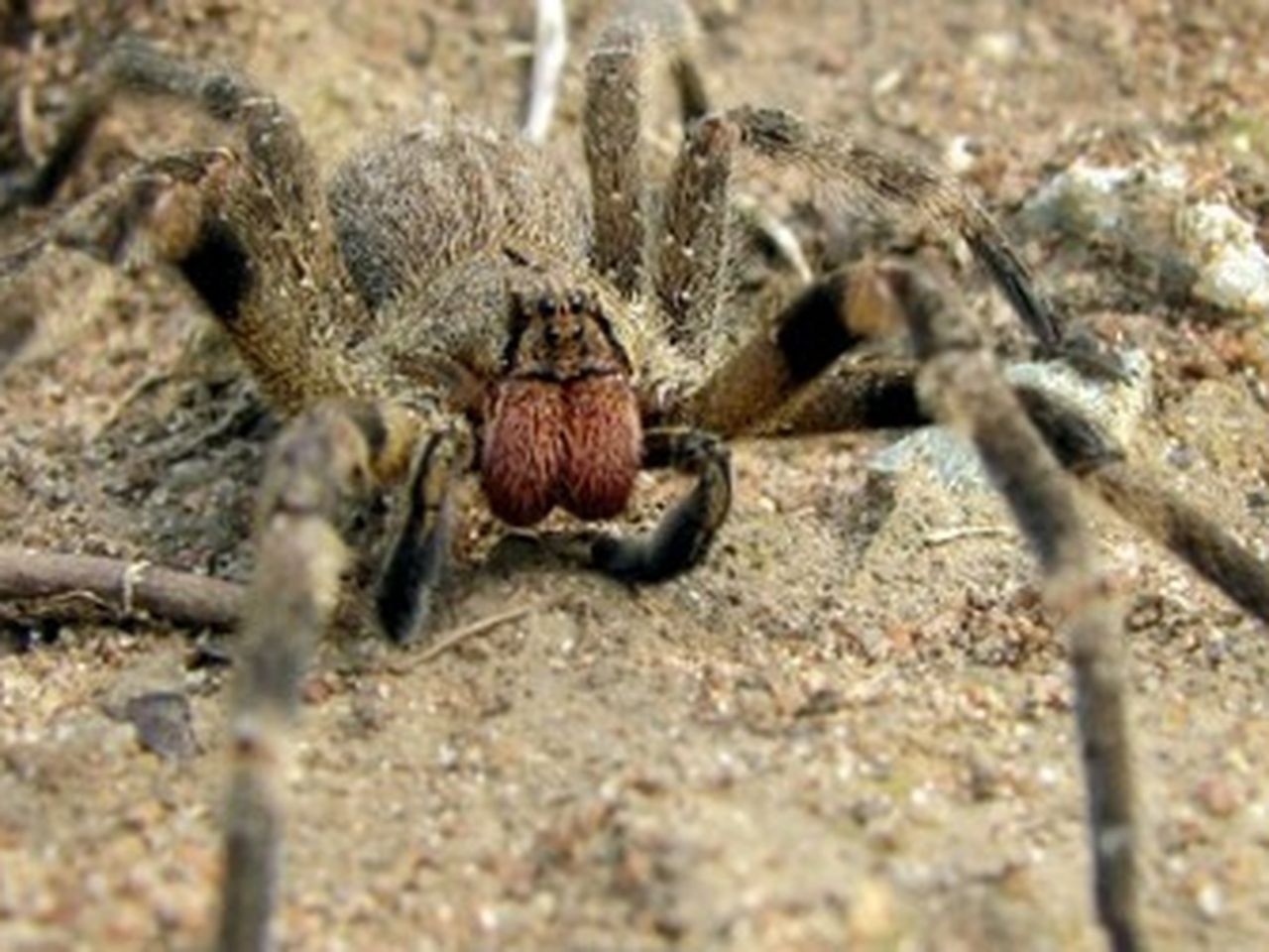 Brazilian Wandering Spider Venom Effects
