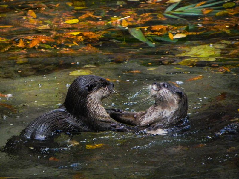 Otters play-fighting | Smithsonian Photo Contest | Smithsonian Magazine
