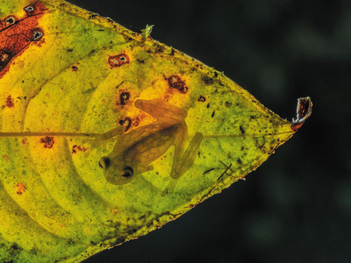 The Andes’ Translucent Glass Frogs Need to Be Seen to Be Saved ...
