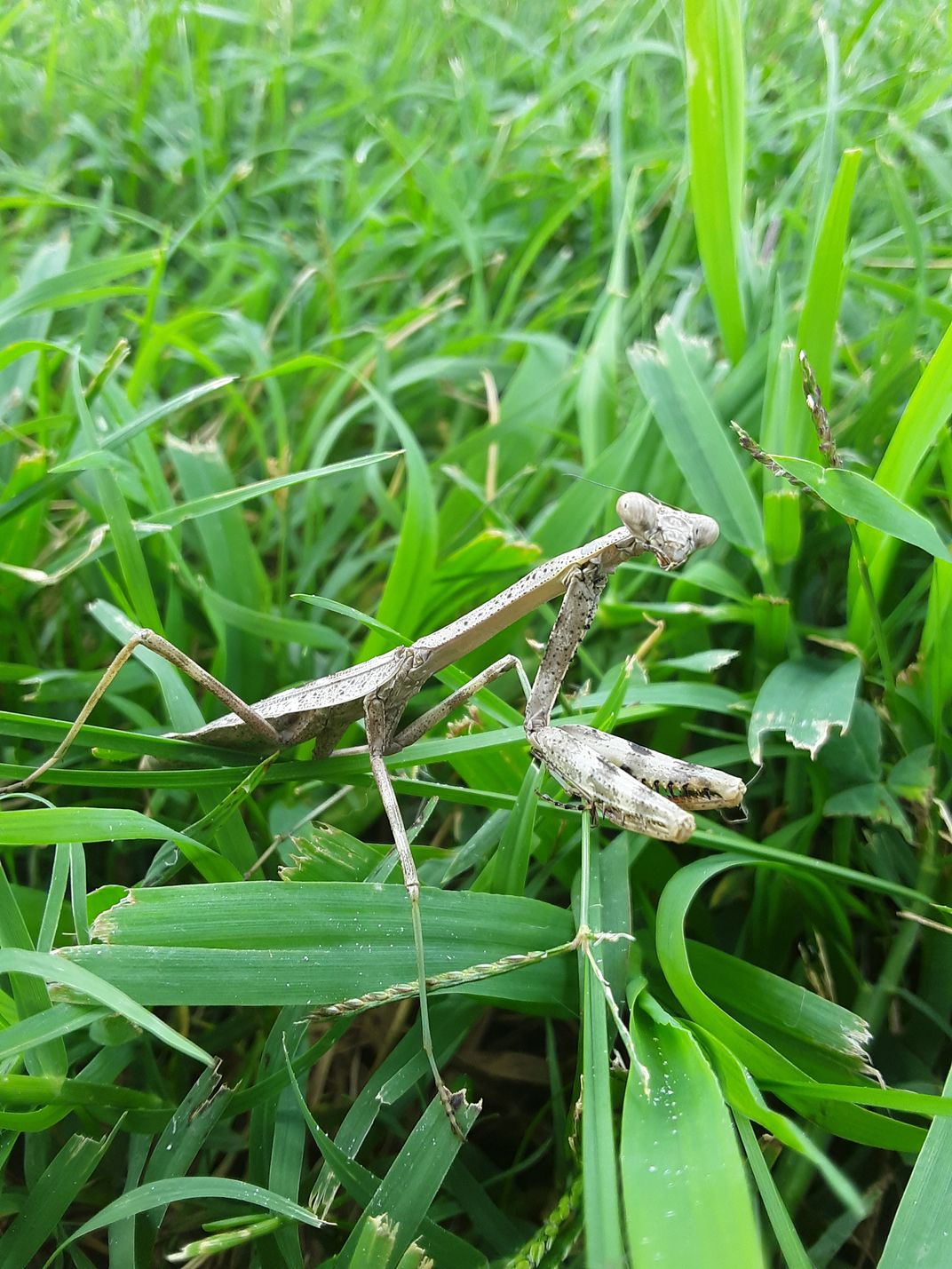 Manny the Praying Mantis | Smithsonian Photo Contest | Smithsonian Magazine