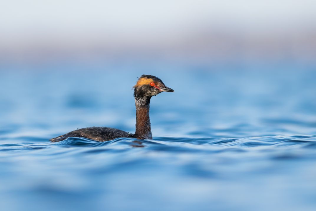 Horned Grebe | Smithsonian Photo Contest | Smithsonian Magazine