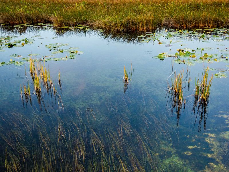 The Freshwater Marsh of the Everglades | Smithsonian Photo Contest ...
