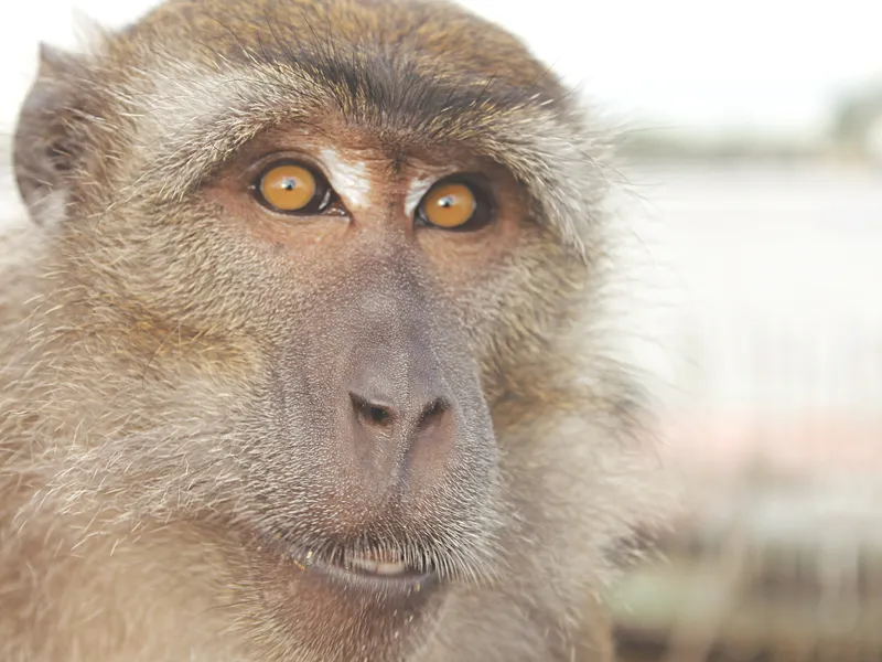 This monkey gave me this look and starred at me for a while ...