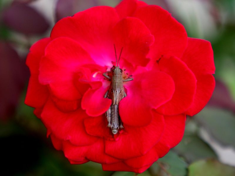 Grasshopper Rose | Smithsonian Photo Contest | Smithsonian Magazine