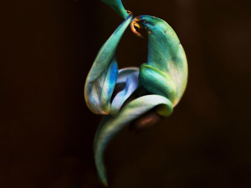 Avatar Bird | Smithsonian Photo Contest | Smithsonian Magazine