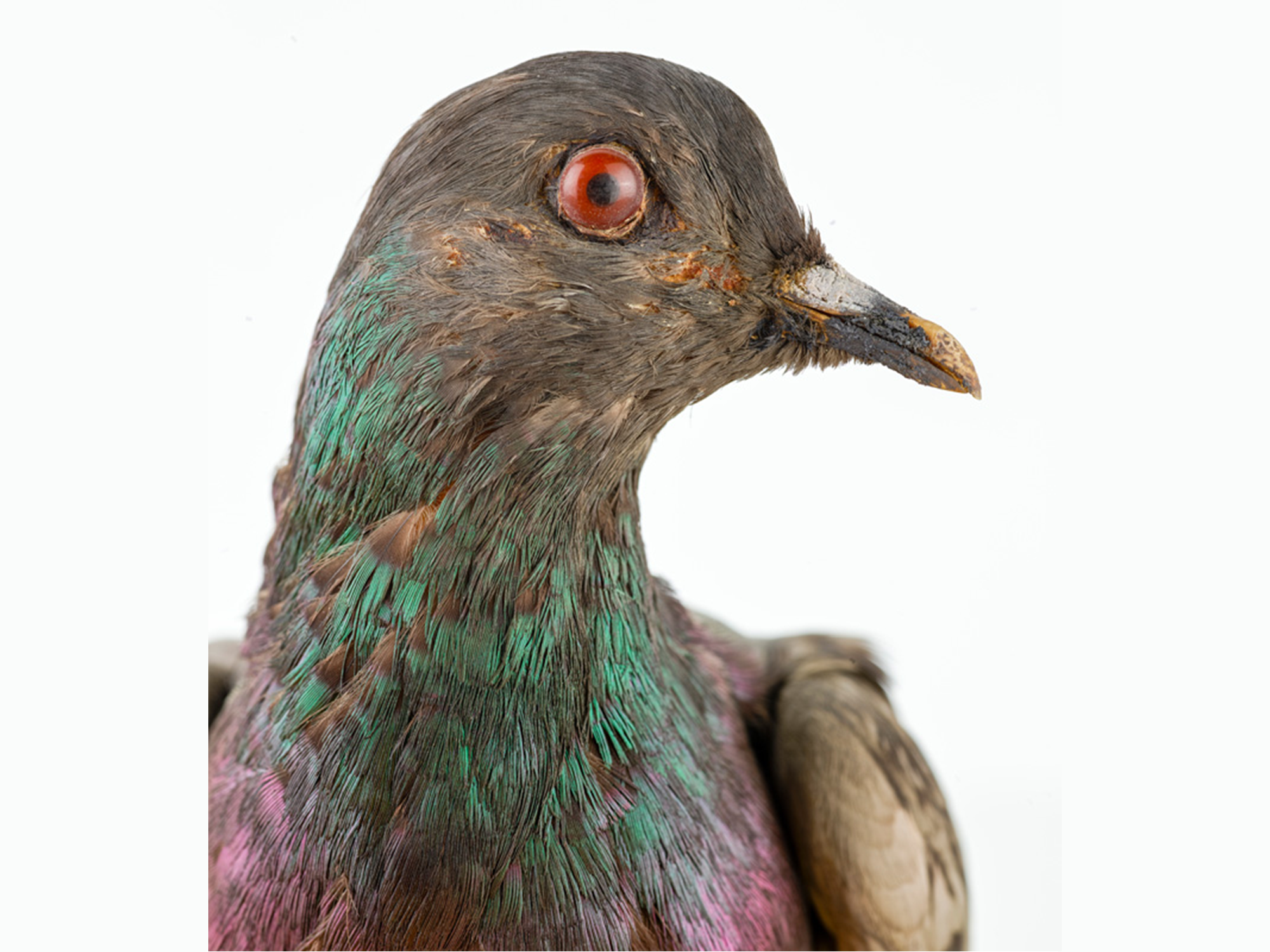 Solving a 100-Year-Old Mystery About a Pigeon | Smithsonian Voices ...