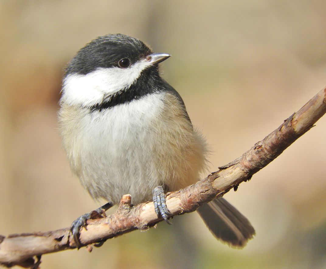 A Black-capped Chickadee sits quietly on a branch | Smithsonian Photo ...
