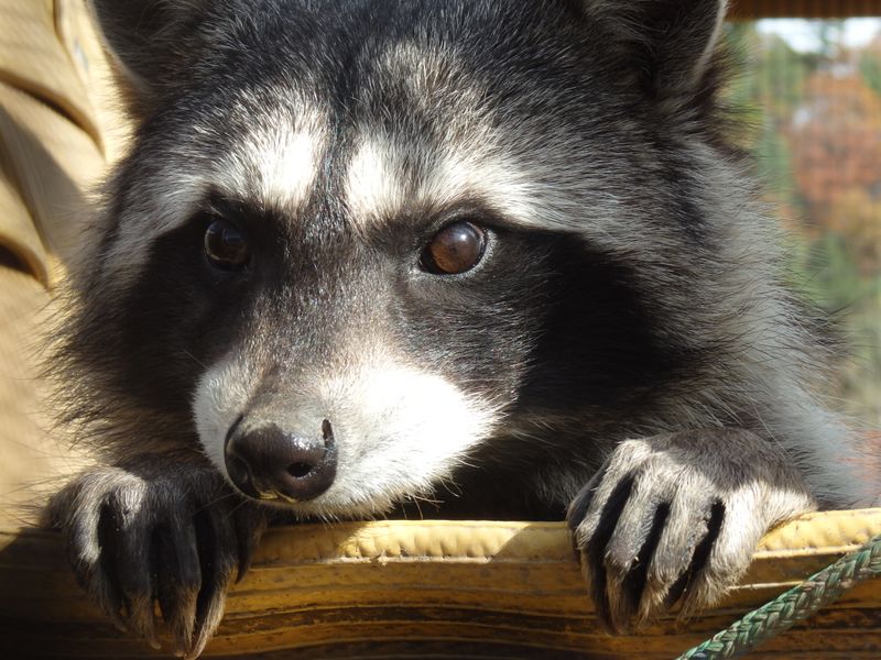 Raccoon at Lehigh Valley Zoo | Smithsonian Photo Contest | Smithsonian ...