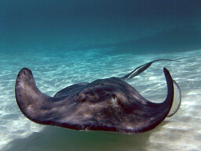 Southern Stingray | Smithsonian Photo Contest | Smithsonian Magazine