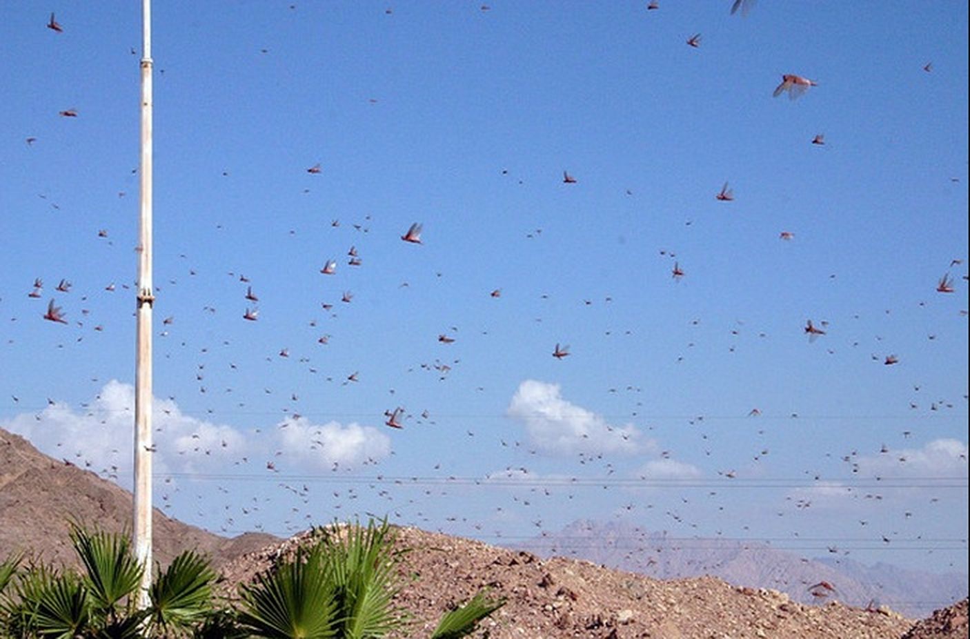 Grasshopper Gut Parasites Could Stop Ruinous Locust Swarms