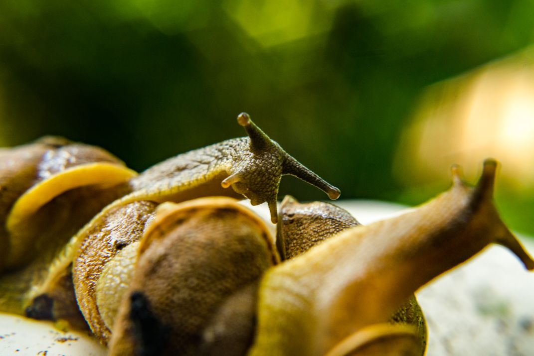 Snail Fight 1 | Smithsonian Photo Contest | Smithsonian Magazine
