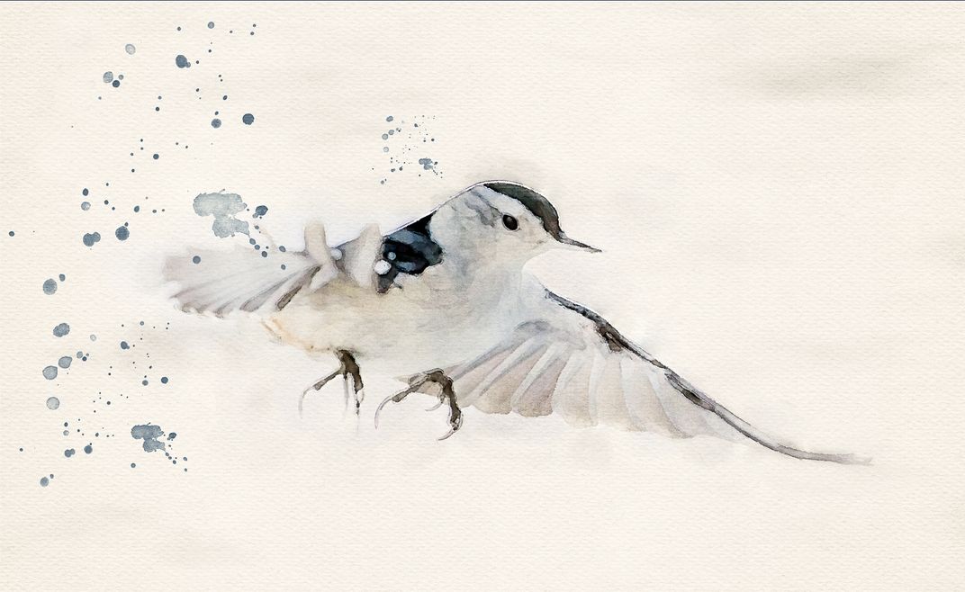 A Nuthatch In flight on a Snowy Day | Smithsonian Photo Contest ...
