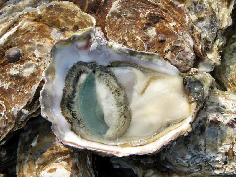 oyster analysis