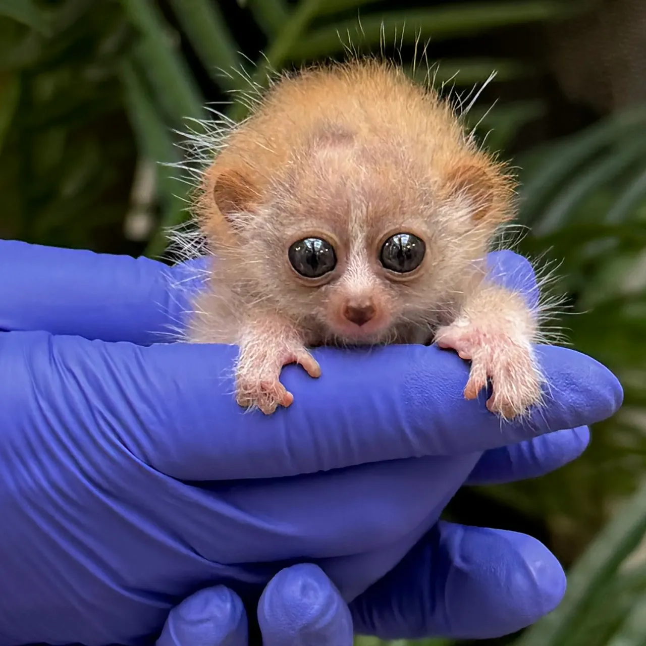 Slow Loris Eyes