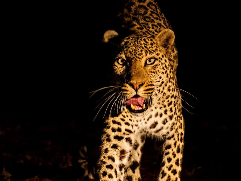 Leopard in the Dark | Smithsonian Photo Contest | Smithsonian Magazine