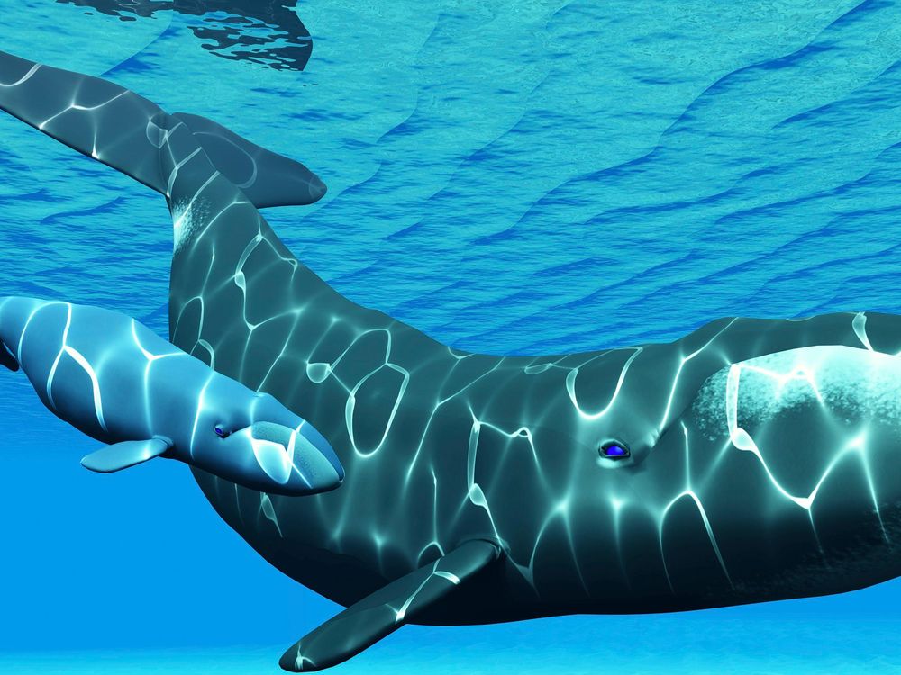 Listen to Newly Discovered Bowhead Whale Songs