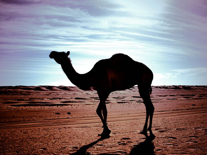 A camel walks towards the camera, blocking out the sun. | Smithsonian ...