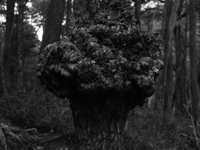 Tree bulge in ancient forest | Smithsonian Photo Contest | Smithsonian ...