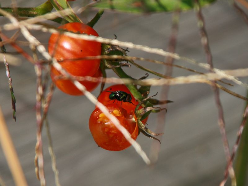 Fly on a cherry tomato | Smithsonian Photo Contest | Smithsonian Magazine