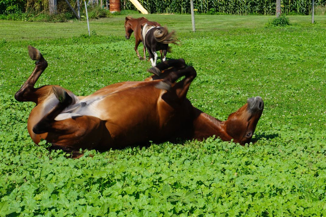 back scratching | Smithsonian Photo Contest | Smithsonian Magazine