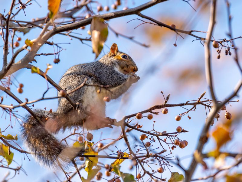 Squirrel at work before the long winter | Smithsonian Photo Contest ...