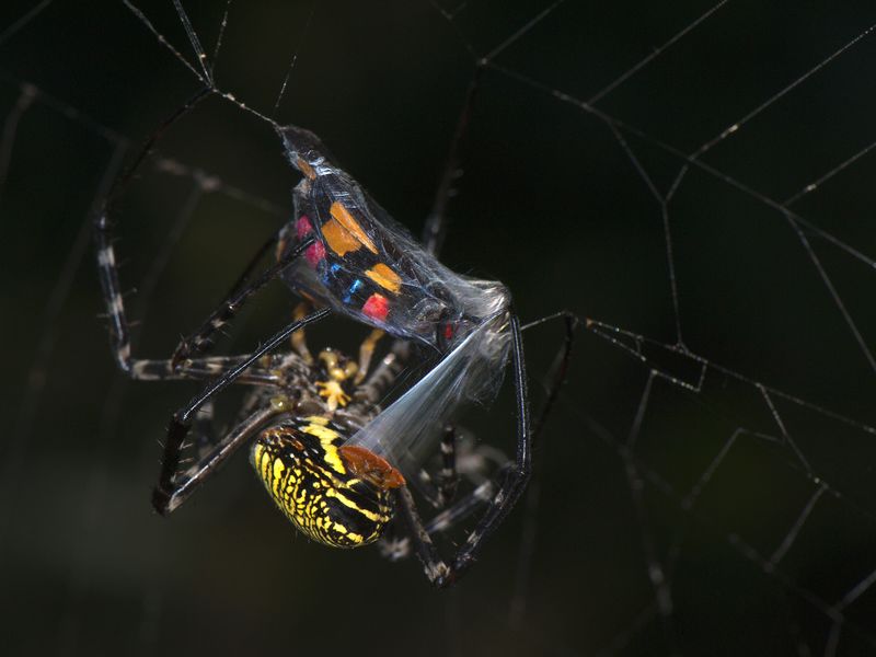 Spider webbing its prey | Smithsonian Photo Contest | Smithsonian Magazine