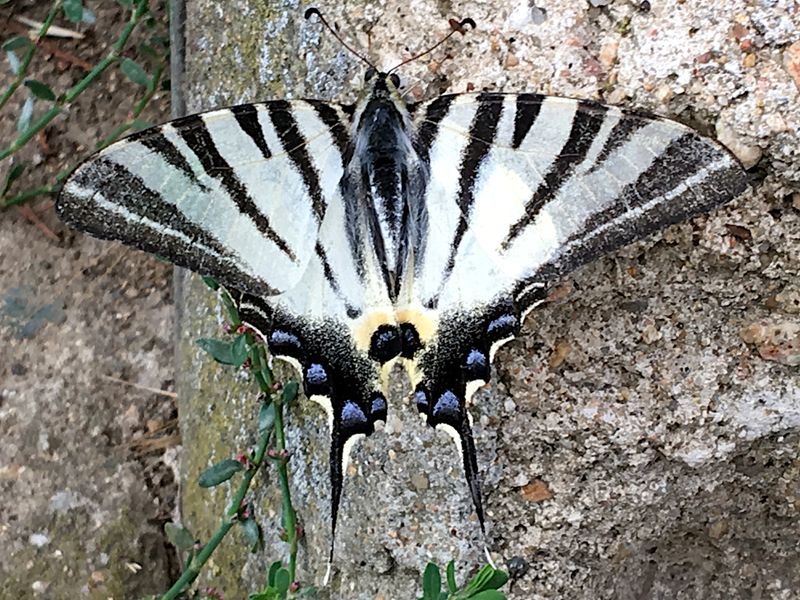 A scarce swallowtail | Smithsonian Photo Contest | Smithsonian Magazine