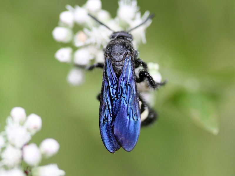 The startling blue of the insect's wings were unlike anything I've ever ...