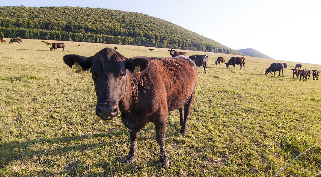 This is typical Slovakian countryside. Cows are having large lands for ...