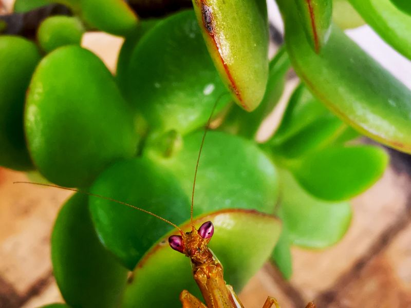 A praying mantis peeping out from a jade plant | Smithsonian Photo ...