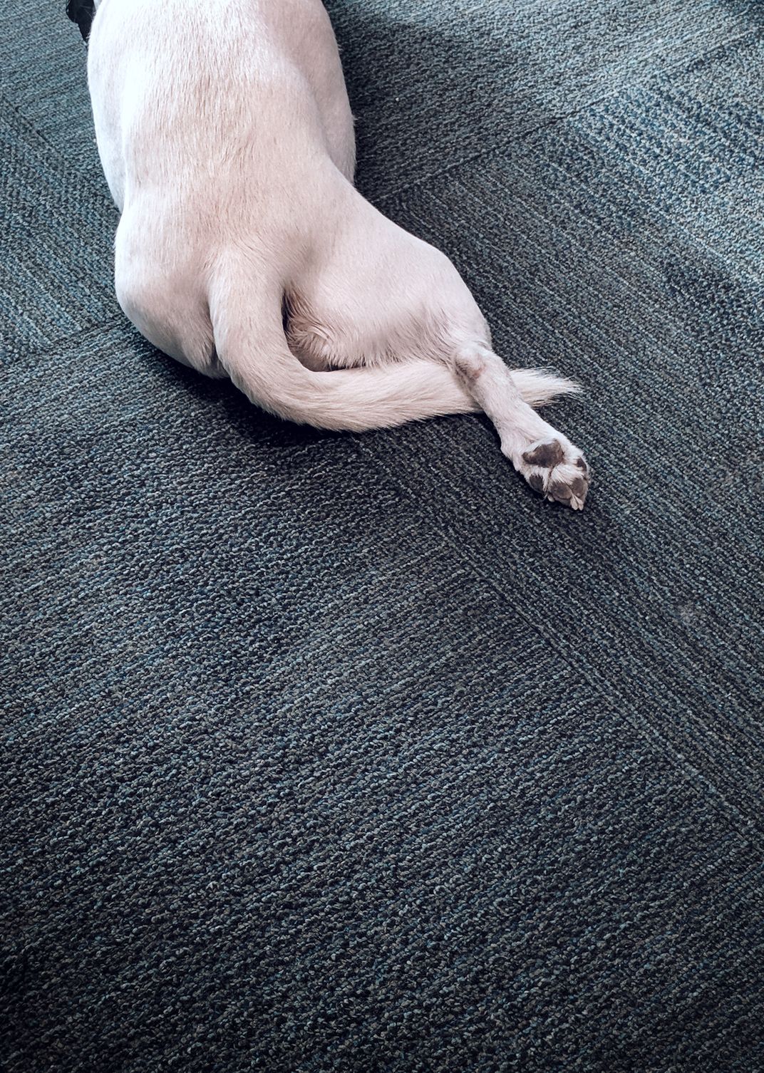 Laying dog | Smithsonian Photo Contest | Smithsonian Magazine