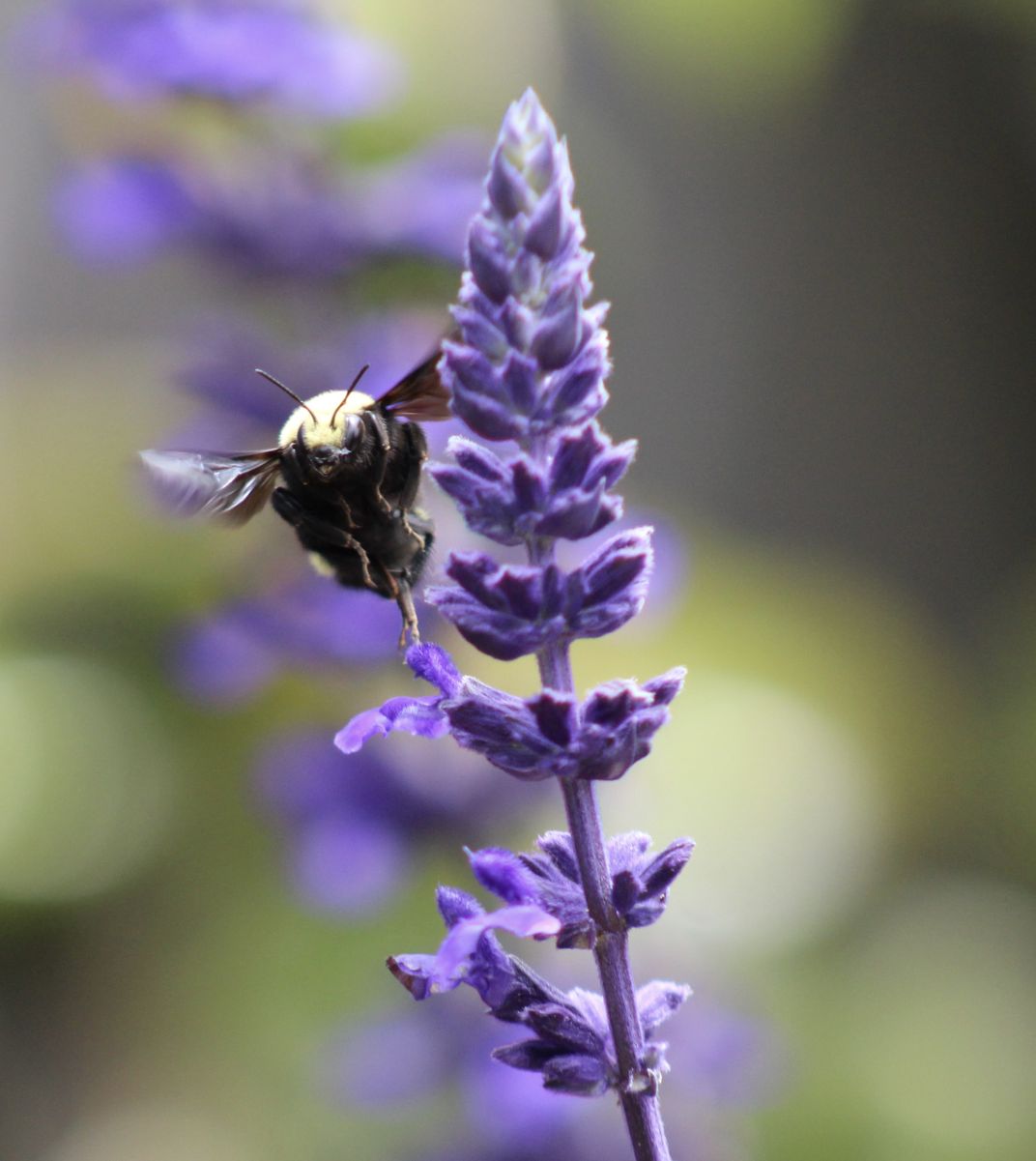 Vampire Bee | Smithsonian Photo Contest | Smithsonian Magazine